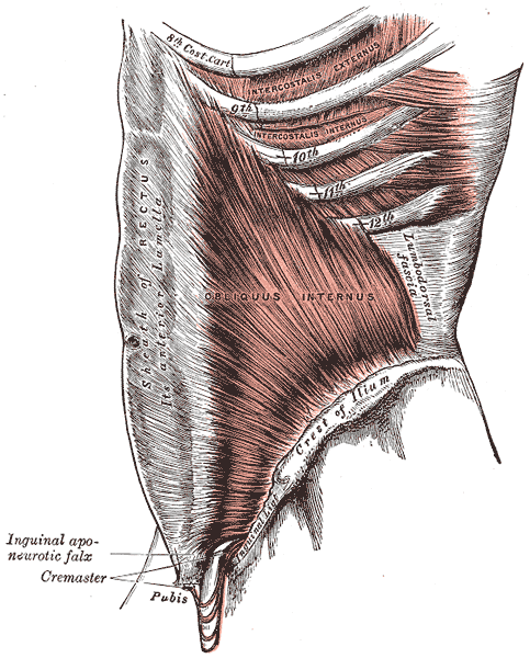 The Fascia Tissue - Avoid This Common Cause of BJJ Pain and Injuries ...